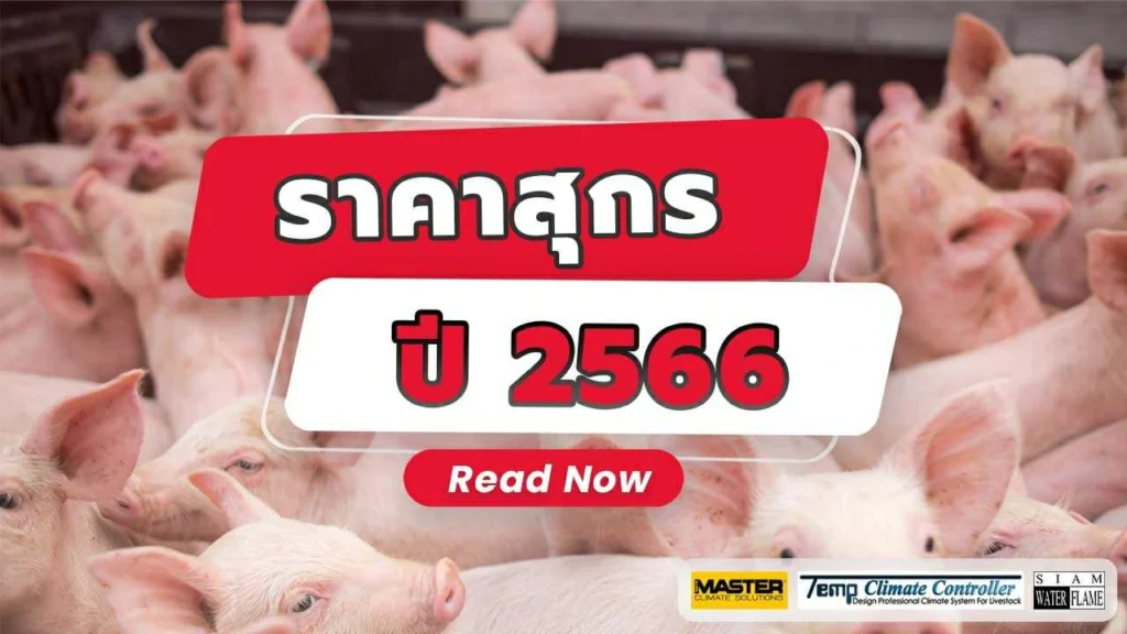 Swine price in 2023 The pig breeding group therefore Temp Climate ...